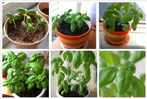 九层塔是什么菜_九层塔和罗勒的区别-第3张图片-山城妙识