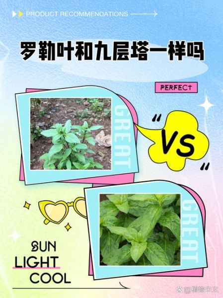 九层塔是什么菜_九层塔和罗勒的区别-第1张图片-山城妙识