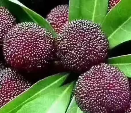 乌梅能杀幽门螺杆菌吗_乌梅怎么吃才有效-第3张图片-山城妙识 乌梅能杀幽门螺杆菌吗_乌梅怎么吃才有效-第3张图片-山城妙识