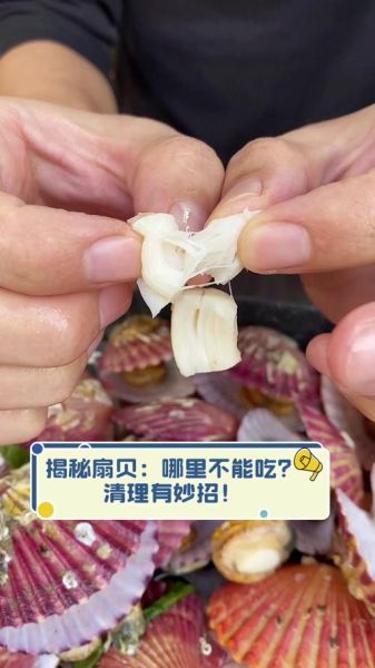 扇贝肉怎么去内脏_扇贝内脏清理视频教程-第2张图片-山城妙识 扇贝肉怎么去内脏_扇贝内脏清理视频教程-第2张图片-山城妙识