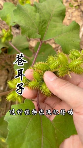 苍耳子图片大全_苍耳子长什么样-第2张图片-山城妙识 苍耳子图片大全_苍耳子长什么样-第2张图片-山城妙识