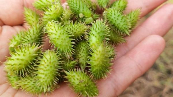 苍耳子图片大全_苍耳子长什么样-第3张图片-山城妙识 苍耳子图片大全_苍耳子长什么样-第3张图片-山城妙识