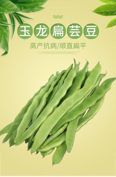 大宽扁豆图片大全_大宽扁豆长什么样-第3张图片-山城妙识