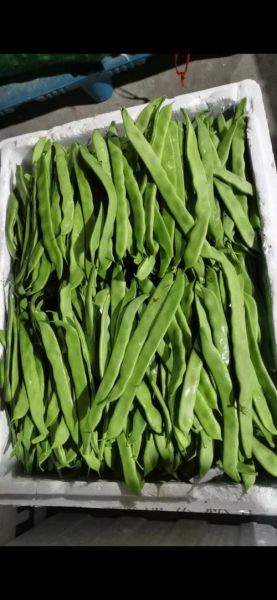 大宽扁豆图片大全_大宽扁豆长什么样-第2张图片-山城妙识