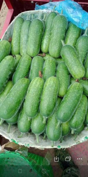 节瓜图片怎么拍好看_节瓜高清图鉴哪里找-第1张图片-山城妙识 节瓜图片怎么拍好看_节瓜高清图鉴哪里找-第1张图片-山城妙识