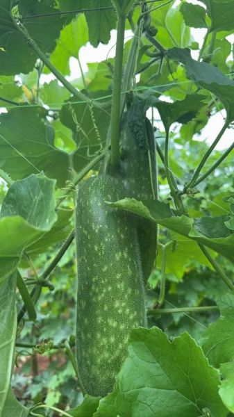 节瓜图片怎么拍好看_节瓜高清图鉴哪里找-第2张图片-山城妙识 节瓜图片怎么拍好看_节瓜高清图鉴哪里找-第2张图片-山城妙识