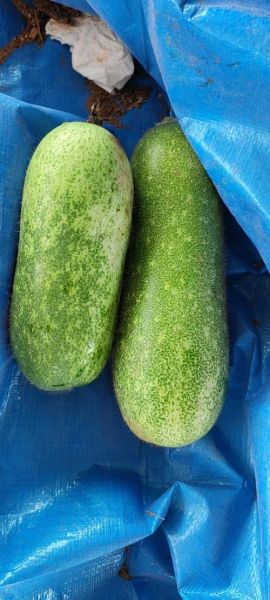 节瓜图片怎么拍好看_节瓜高清图鉴哪里找-第3张图片-山城妙识 节瓜图片怎么拍好看_节瓜高清图鉴哪里找-第3张图片-山城妙识