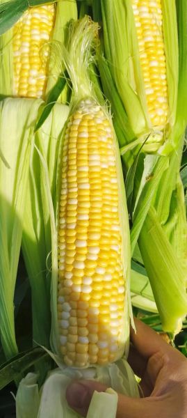 水果玉米图片高清_水果玉米怎么保存-第1张图片-山城妙识