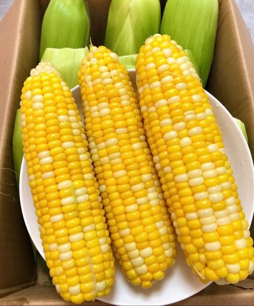 水果玉米图片高清_水果玉米怎么保存-第3张图片-山城妙识