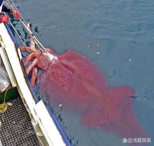 大王酸浆鱿有毒吗_大王酸浆鱿为什么不能吃-第1张图片-山城妙识