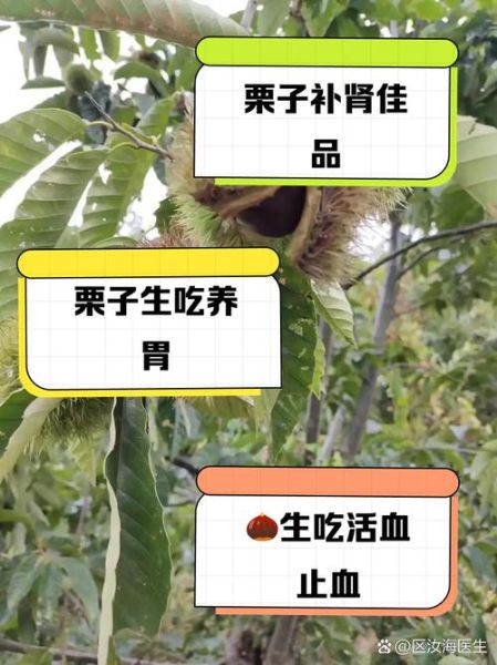 吃栗子有什么好处_吃栗子会上火吗-第2张图片-山城妙识 吃栗子有什么好处_吃栗子会上火吗-第2张图片-山城妙识