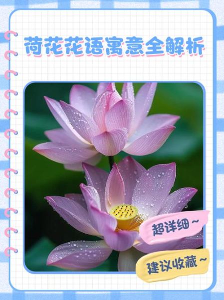 荷花什么时候开_荷花的花语是什么-第3张图片-山城妙识 荷花什么时候开_荷花的花语是什么-第3张图片-山城妙识