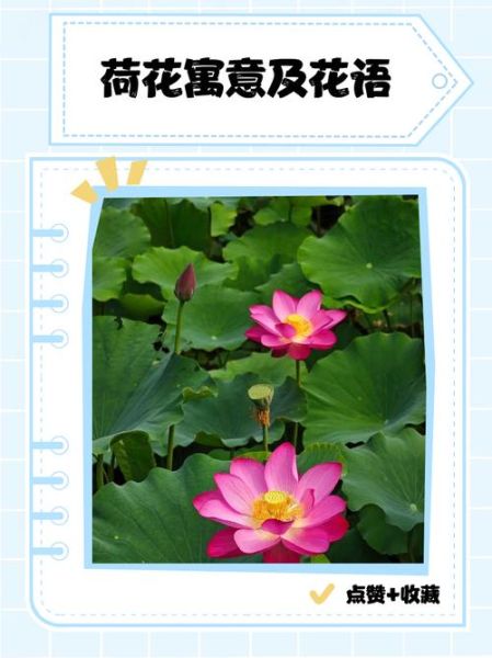 荷花什么时候开_荷花的花语是什么-第2张图片-山城妙识 荷花什么时候开_荷花的花语是什么-第2张图片-山城妙识