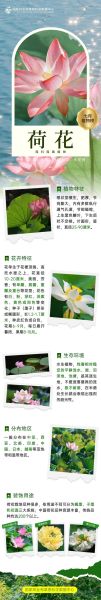 荷花什么时候开_荷花的花语是什么-第1张图片-山城妙识 荷花什么时候开_荷花的花语是什么-第1张图片-山城妙识