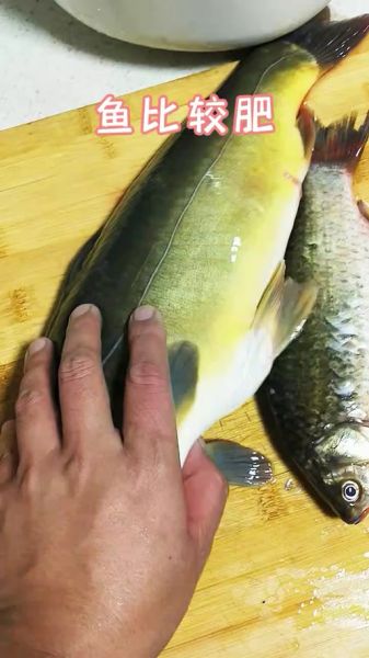 无鳞鲤鱼怎么做好吃_家常做法大全-第2张图片-山城妙识 无鳞鲤鱼怎么做好吃_家常做法大全-第2张图片-山城妙识