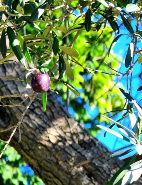 橄榄枝象征着什么意义_橄榄枝的寓意和象征-第3张图片-山城妙识 橄榄枝象征着什么意义_橄榄枝的寓意和象征-第3张图片-山城妙识