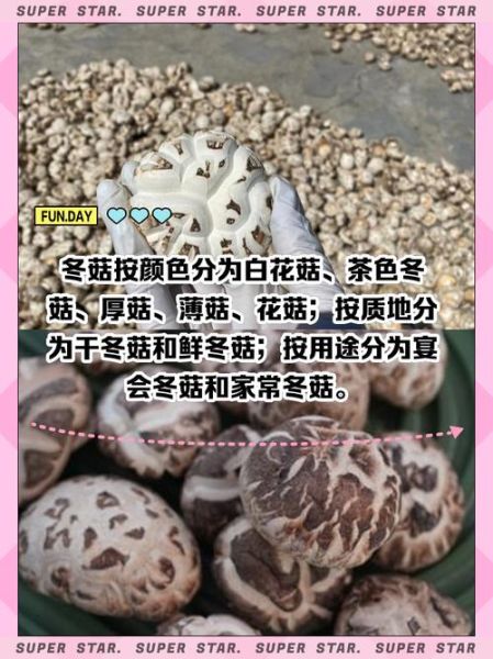 新鲜冬菇怎么保存_新鲜冬菇可以冷冻吗-第1张图片-山城妙识
