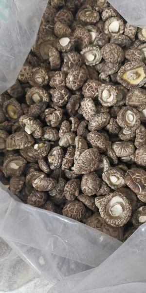 新鲜冬菇怎么保存_新鲜冬菇可以冷冻吗-第3张图片-山城妙识