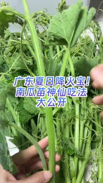 南瓜苗的功效与作用_南瓜苗怎么吃最好-第3张图片-山城妙识