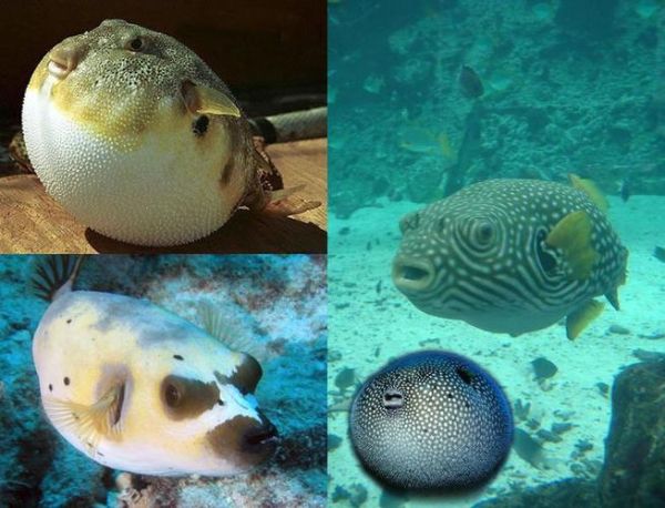 河豚生活在海里还是河里_河豚是淡水鱼还是海水鱼-第3张图片-山城妙识