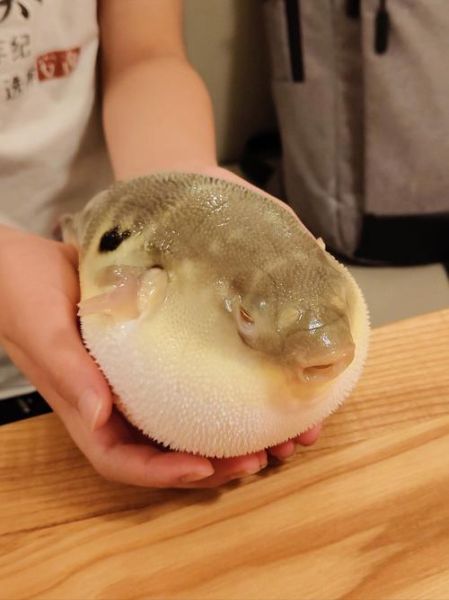 河豚生活在海里还是河里_河豚是淡水鱼还是海水鱼-第2张图片-山城妙识