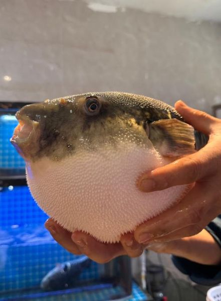 河豚生活在海里还是河里_河豚是淡水鱼还是海水鱼-第1张图片-山城妙识