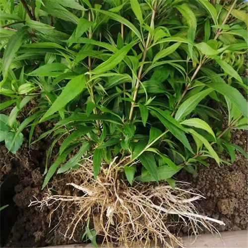 泽兰的功效与作用_泽兰和佩兰的区别-第1张图片-山城妙识