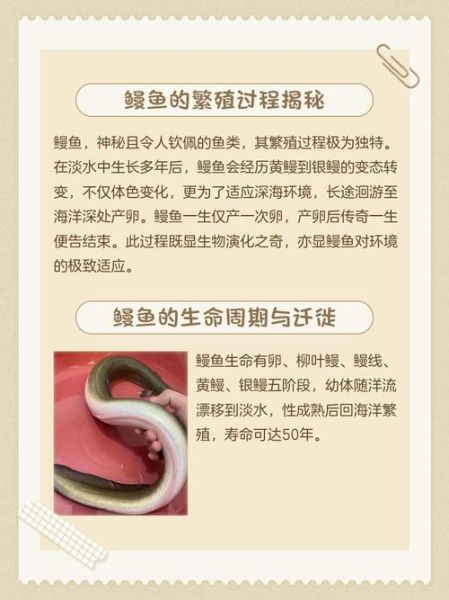 鳗鱼为什么代表性暗示_鳗鱼象征什么-第2张图片-山城妙识 鳗鱼为什么代表性暗示_鳗鱼象征什么-第2张图片-山城妙识