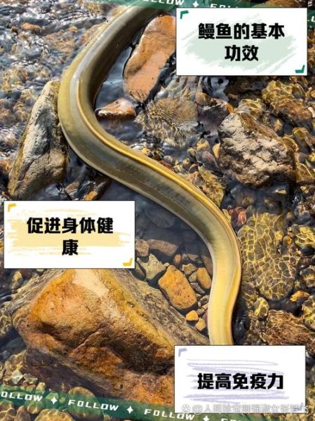 鳗鱼为什么代表性暗示_鳗鱼象征什么-第3张图片-山城妙识 鳗鱼为什么代表性暗示_鳗鱼象征什么-第3张图片-山城妙识