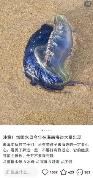 最无毒的水母有哪些_可以触摸吗-第1张图片-山城妙识 最无毒的水母有哪些_可以触摸吗-第1张图片-山城妙识