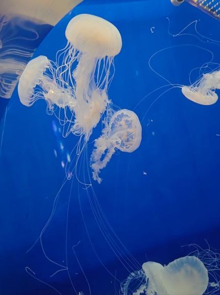 最无毒的水母有哪些_可以触摸吗-第2张图片-山城妙识 最无毒的水母有哪些_可以触摸吗-第2张图片-山城妙识