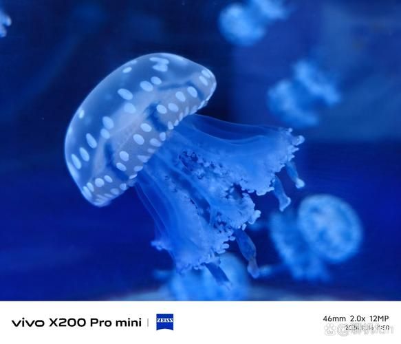 最无毒的水母有哪些_可以触摸吗-第3张图片-山城妙识 最无毒的水母有哪些_可以触摸吗-第3张图片-山城妙识