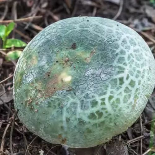 青面菇是什么_青面菇怎么吃最好-第1张图片-山城妙识 青面菇是什么_青面菇怎么吃最好-第1张图片-山城妙识