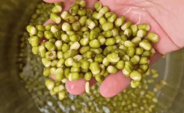 家里怎么生绿豆芽_绿豆芽发芽全过程-第3张图片-山城妙识