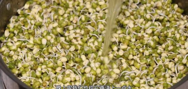 家里怎么生绿豆芽_绿豆芽发芽全过程-第1张图片-山城妙识