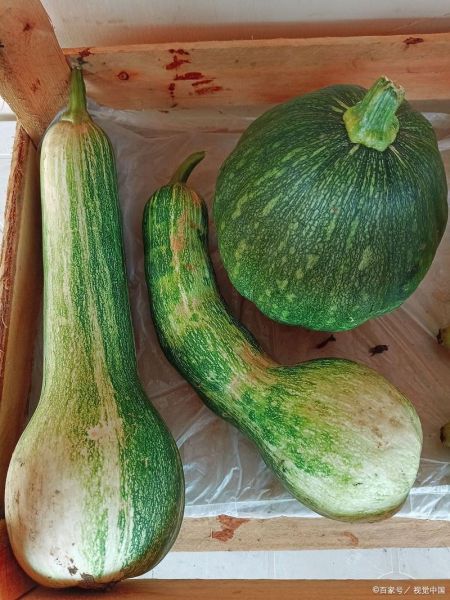 山东北瓜图片_山东北瓜长什么样-第1张图片-山城妙识