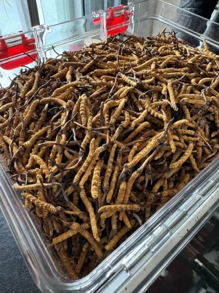 冬虫草多少一斤_正宗那曲虫草价格-第1张图片-山城妙识