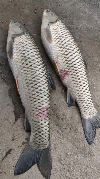 草鱼图片大全大图_草鱼高清图片怎么拍-第3张图片-山城妙识