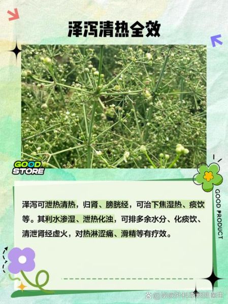 泽泻的功效与作用及禁忌是什么_泽泻能长期吃吗-第2张图片-山城妙识