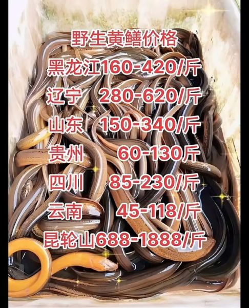 黄鳝多少钱一斤_黄鳝价格行情-第2张图片-山城妙识