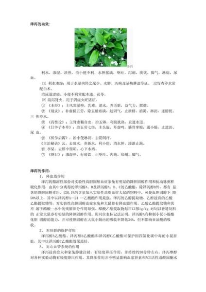泽泻的功效与作用及禁忌是什么_泽泻能长期吃吗-第1张图片-山城妙识