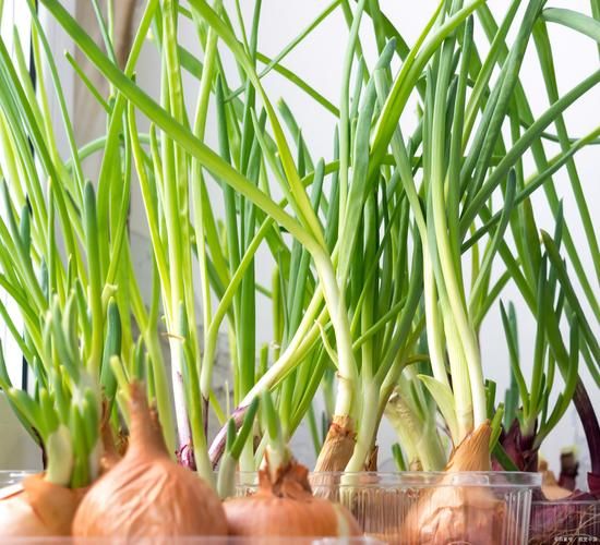 蒜苔是大蒜长出来的吗_蒜苔和大蒜的关系-第1张图片-山城妙识