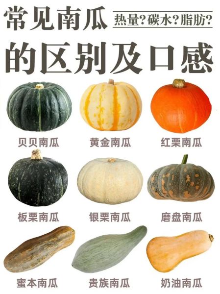 北瓜和南瓜的区别_哪个更好吃-第1张图片-山城妙识 北瓜和南瓜的区别_哪个更好吃-第1张图片-山城妙识