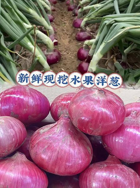 红葱头和洋葱的区别_哪个更营养-第1张图片-山城妙识 红葱头和洋葱的区别_哪个更营养-第1张图片-山城妙识