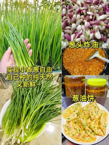 红葱头和洋葱的区别_哪个更营养-第2张图片-山城妙识 红葱头和洋葱的区别_哪个更营养-第2张图片-山城妙识