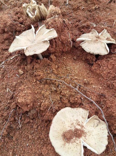 野生鸡枞菌长什么样_如何辨别真假鸡枞菌-第1张图片-山城妙识 野生鸡枞菌长什么样_如何辨别真假鸡枞菌-第1张图片-山城妙识