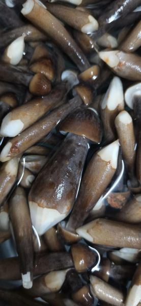 野生鸡枞菌长什么样_如何辨别真假鸡枞菌-第2张图片-山城妙识 野生鸡枞菌长什么样_如何辨别真假鸡枞菌-第2张图片-山城妙识