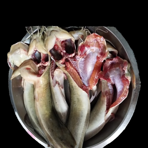 塘鲺养殖一斤成本多少_塘鲺养殖利润怎么样-第1张图片-山城妙识