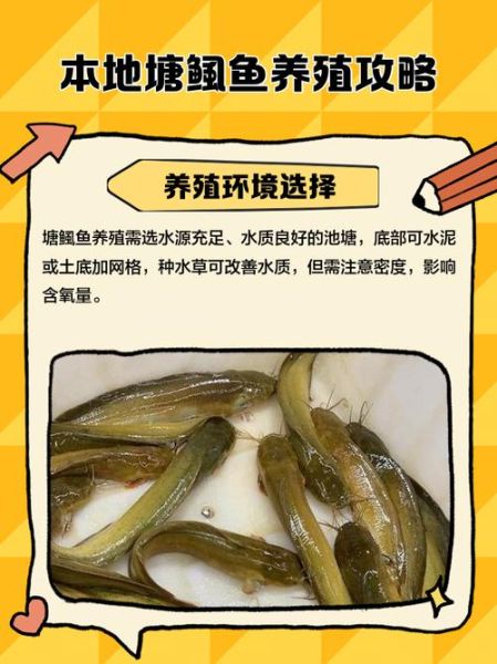 塘鲺养殖一斤成本多少_塘鲺养殖利润怎么样-第2张图片-山城妙识