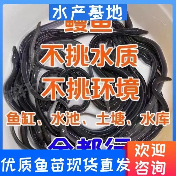 塘鲺养殖一斤成本多少_塘鲺养殖利润怎么样-第3张图片-山城妙识